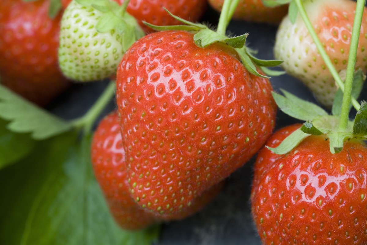 Strawberry - Fragaria x ananassa 'Christine' - Boxford Farms