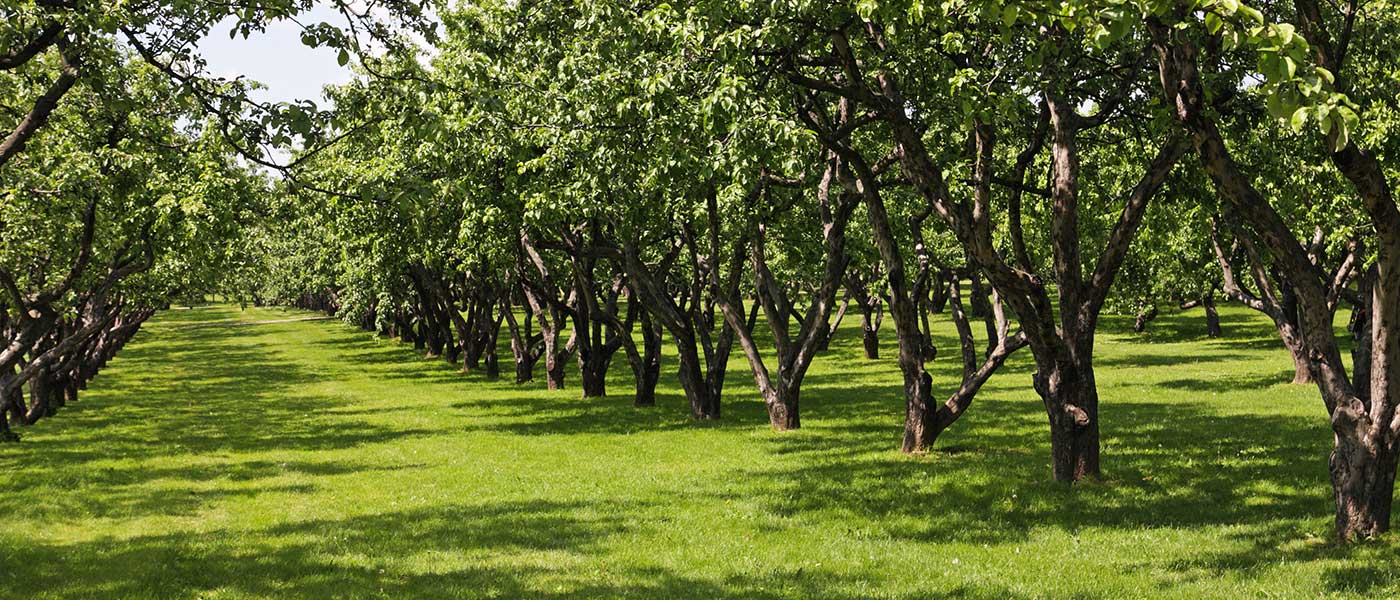 boxford-fruit-farm-orchard - Boxford Farms